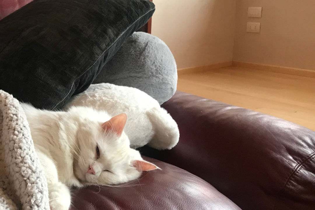 Power Outlets and Electricity in Italy - Find the Right Adapter