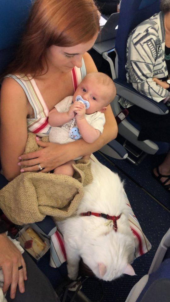 Flying Lufthansa with Baby or Toddler